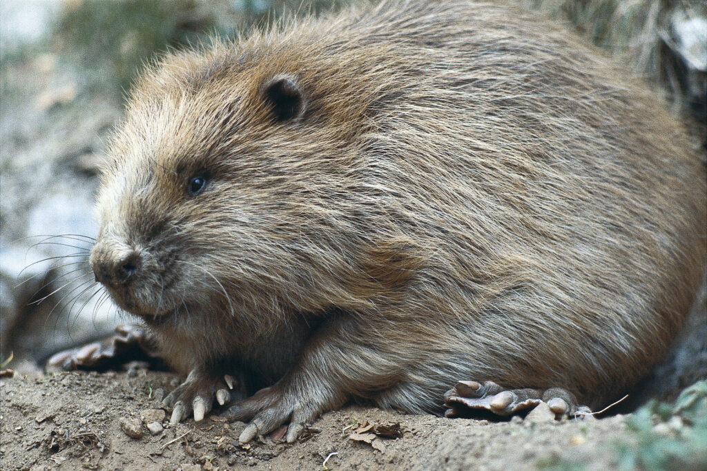 Slik kom beveren tilbake i Østmarka