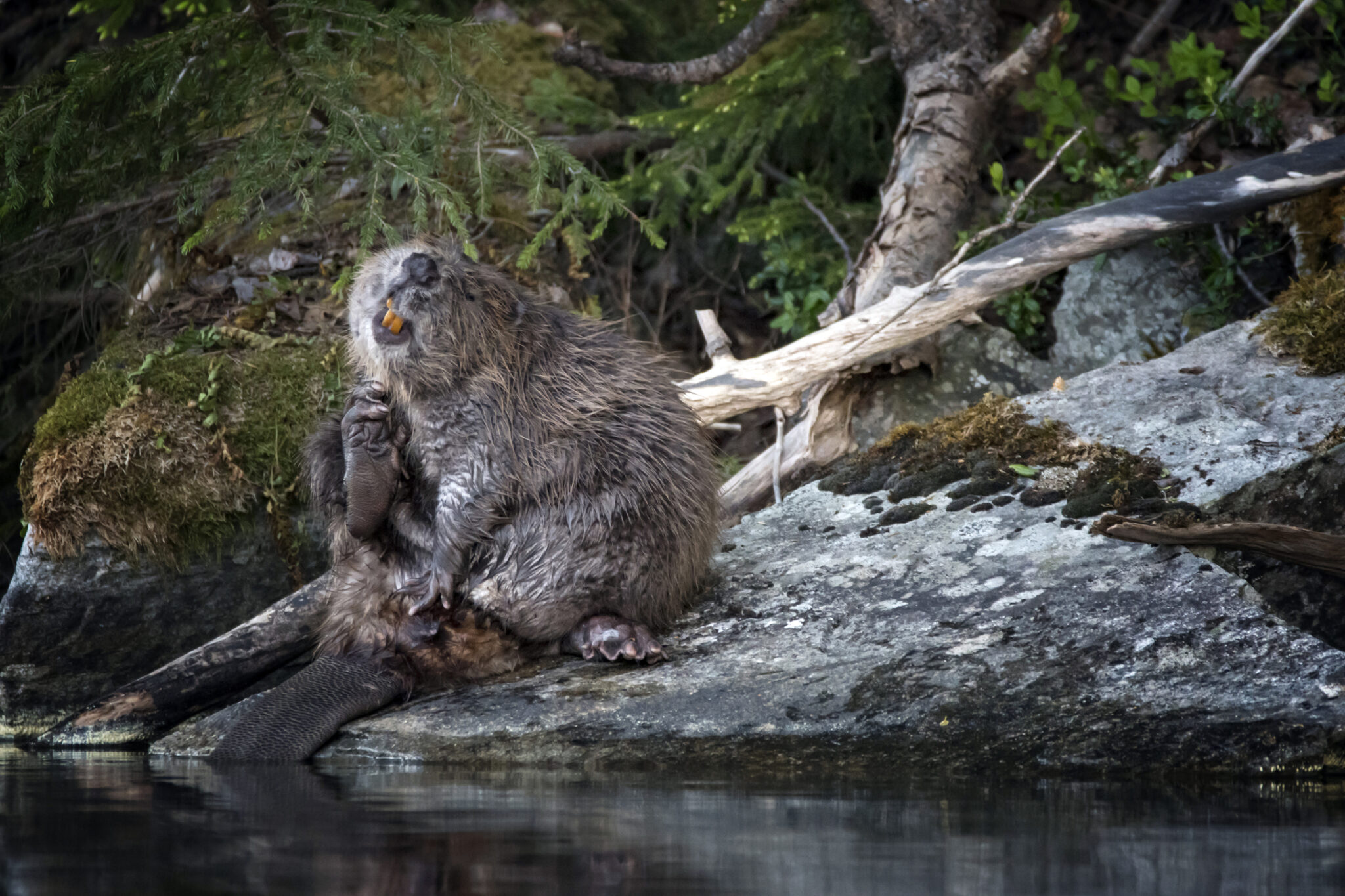 En uvanlig bever-opplevelse på en helt vanlig dag