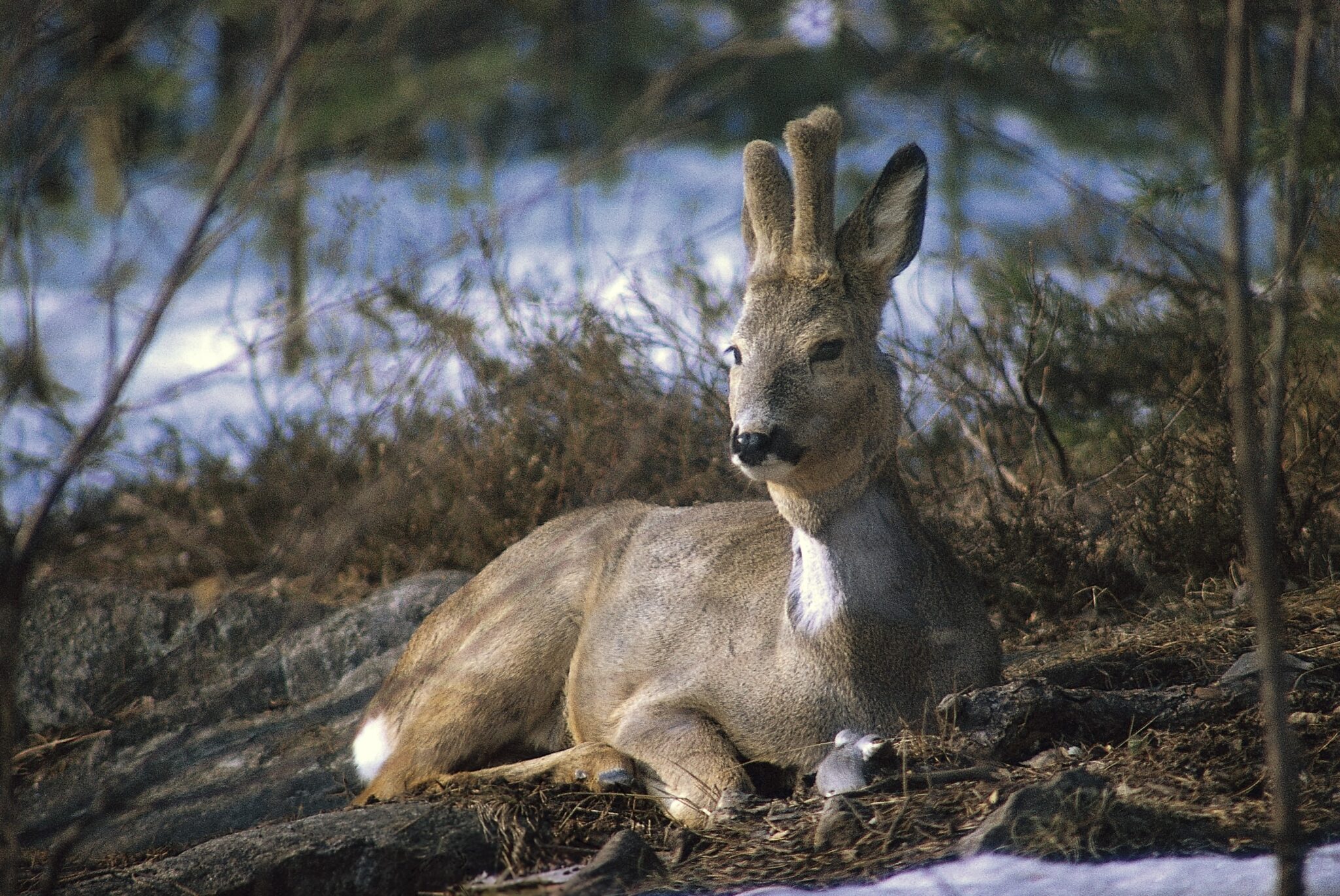 Elgen – Norges nasjonaldyr