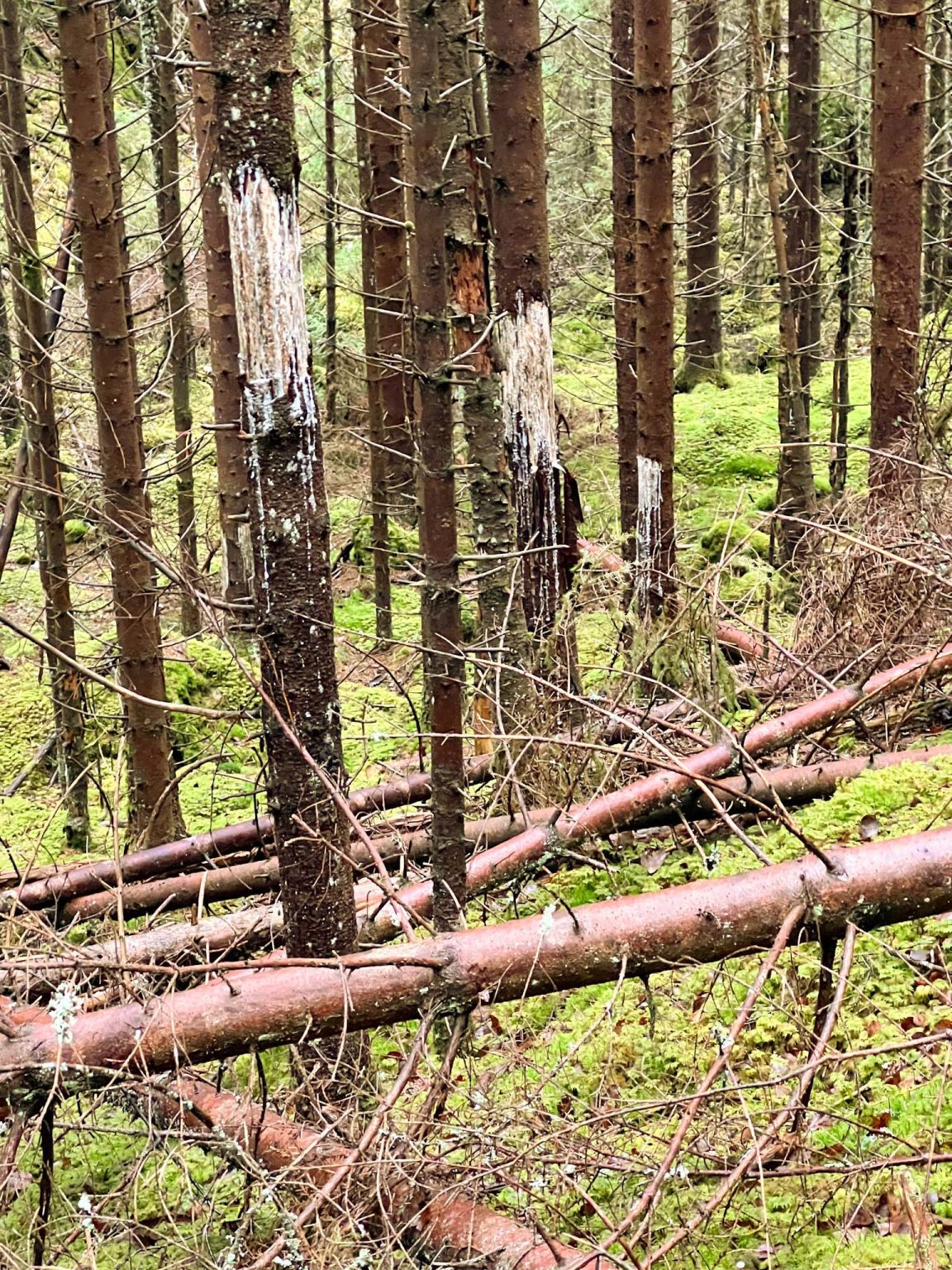 Skaver av bark og hogger trær for å restaurere skogen